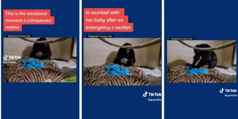 Viral TikTok Shows Mama Chimpanzee Seeing Her Baby For The First Time ...